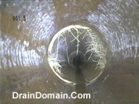 why drains block due to grease, fat, tree roots and broken pipes
